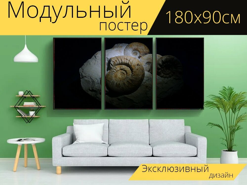 Модульный постер "Аммонит, ископаемое, музей" 180 x 90 см. для интерьера