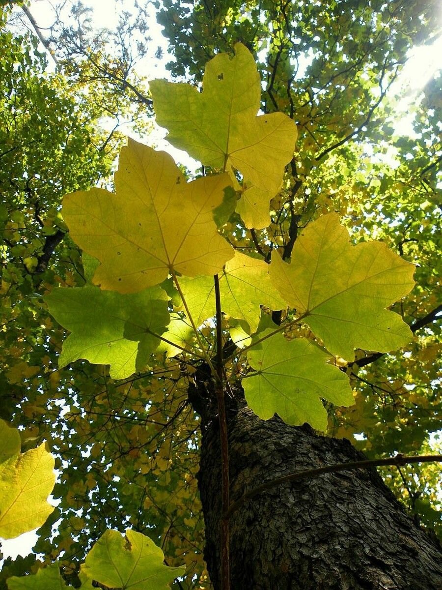 Клён белый Явор семена 10 штук