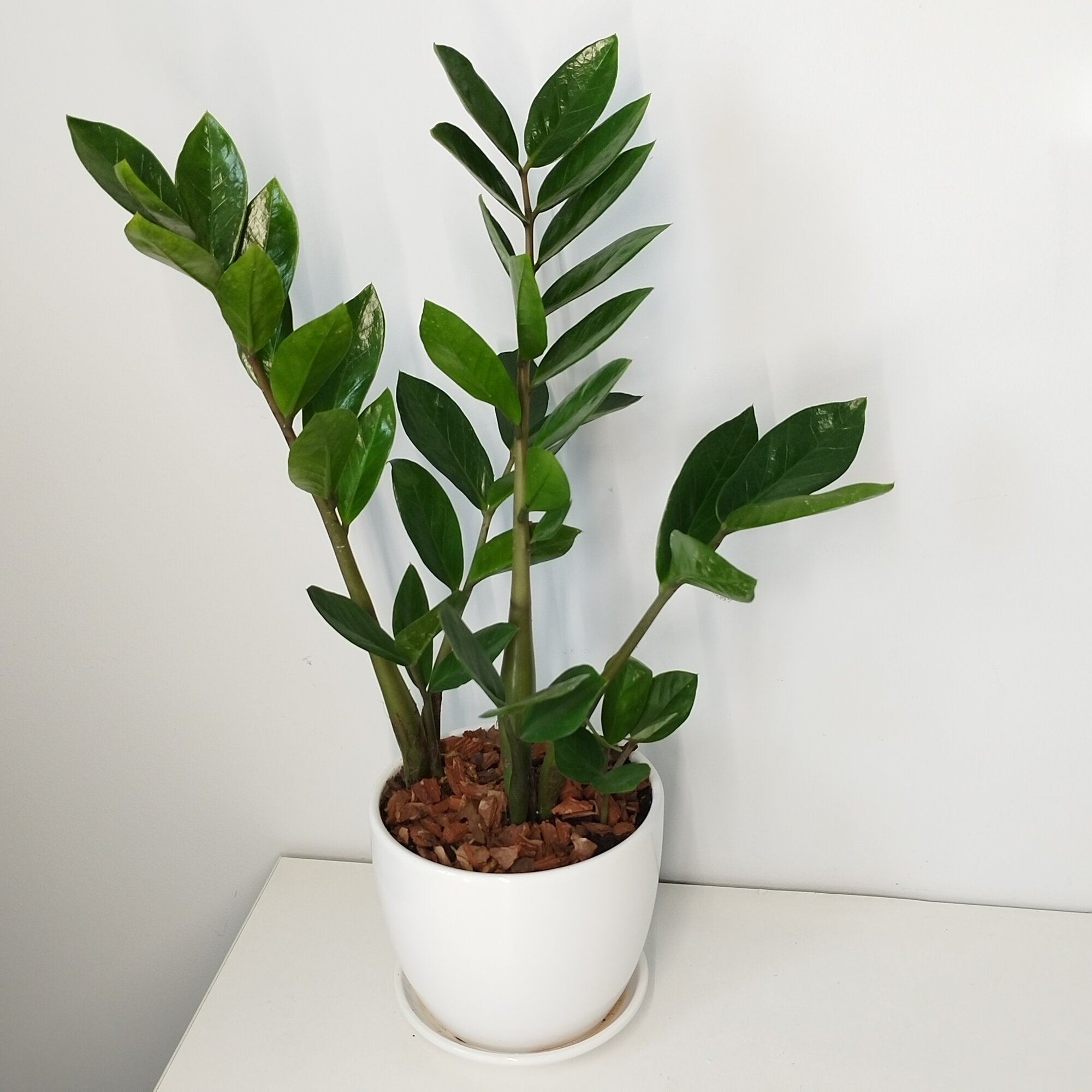 Замиакулькас -"долларовое дерево"