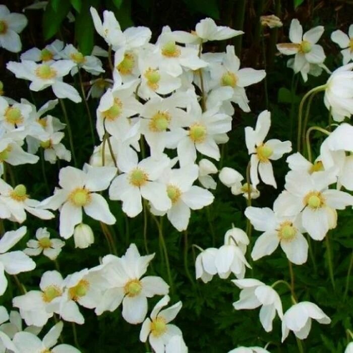 Анемона Аннабелла Уайт 1шт