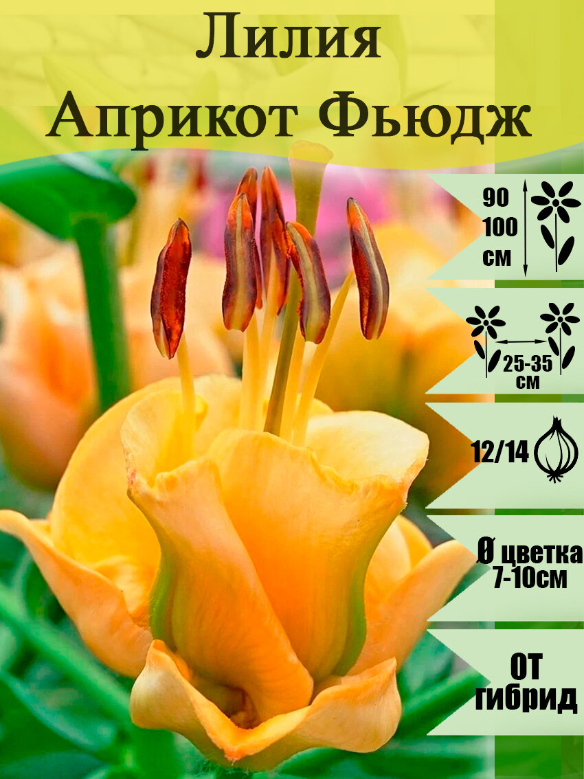 Луковицы лилии Априкот Фьюдж 2шт (лилия роза)