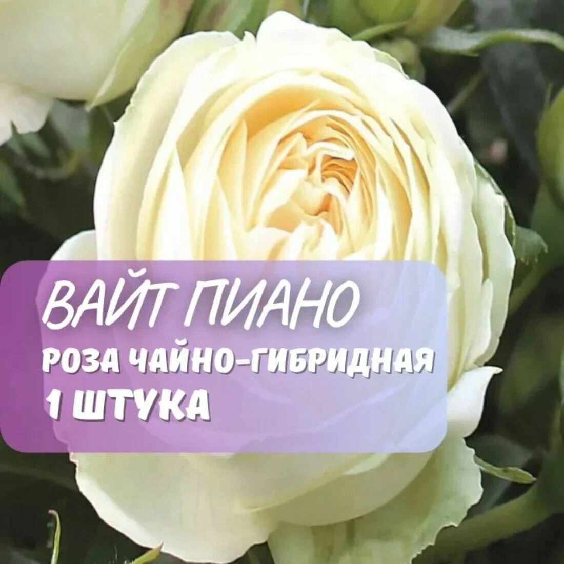Роза чайно-гибридная Вайт Пиано (White Piano) / 1 шт, ароматный сорт
