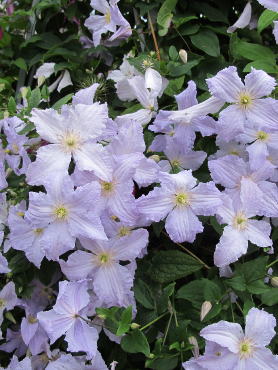 Клематис Блю Ангел (Clematis Blue Angel) / вьющийся, морозостойкий сорт