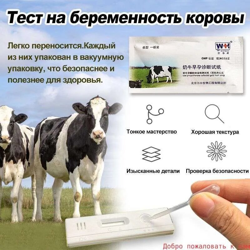 Тест на беременность у коров