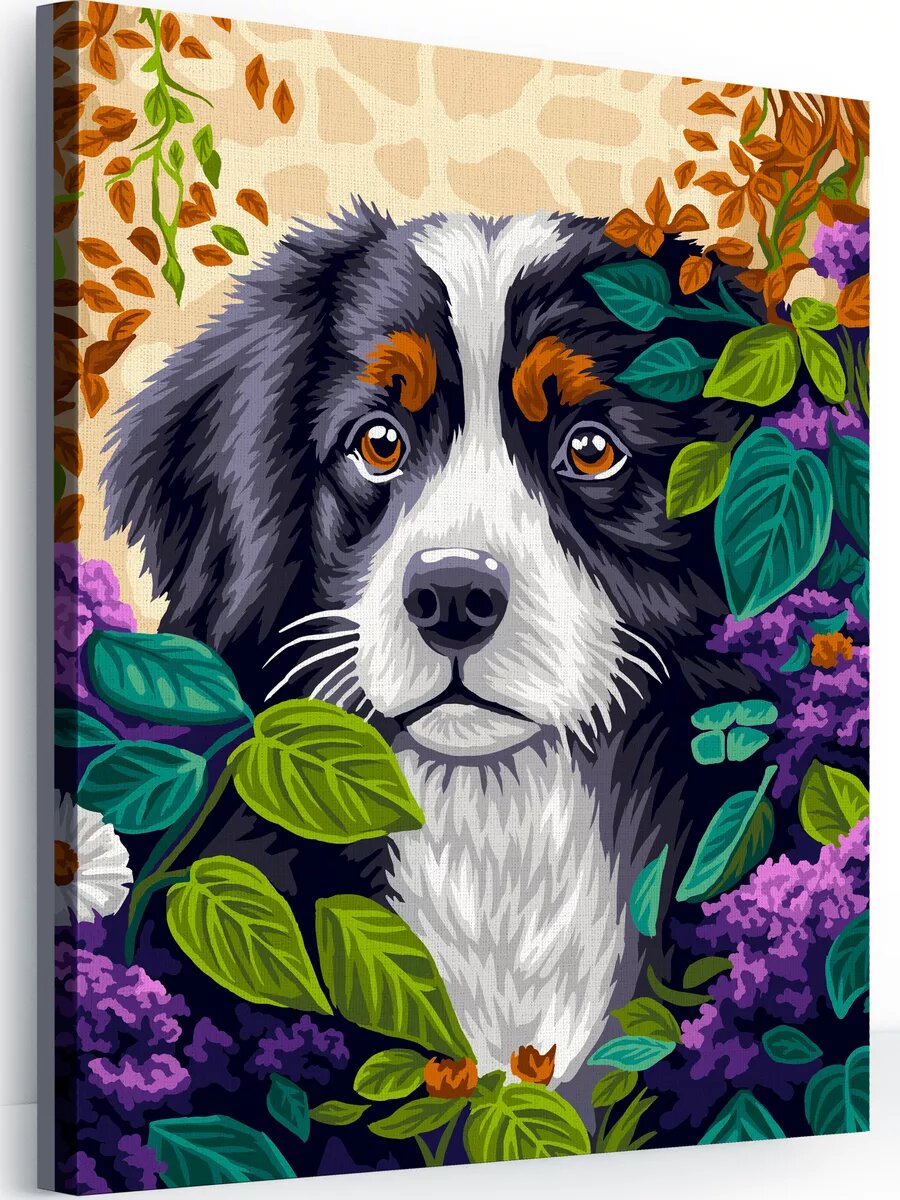 Картина по номерам на холсте с подрамником 40х50 см Бернский зенненхунд