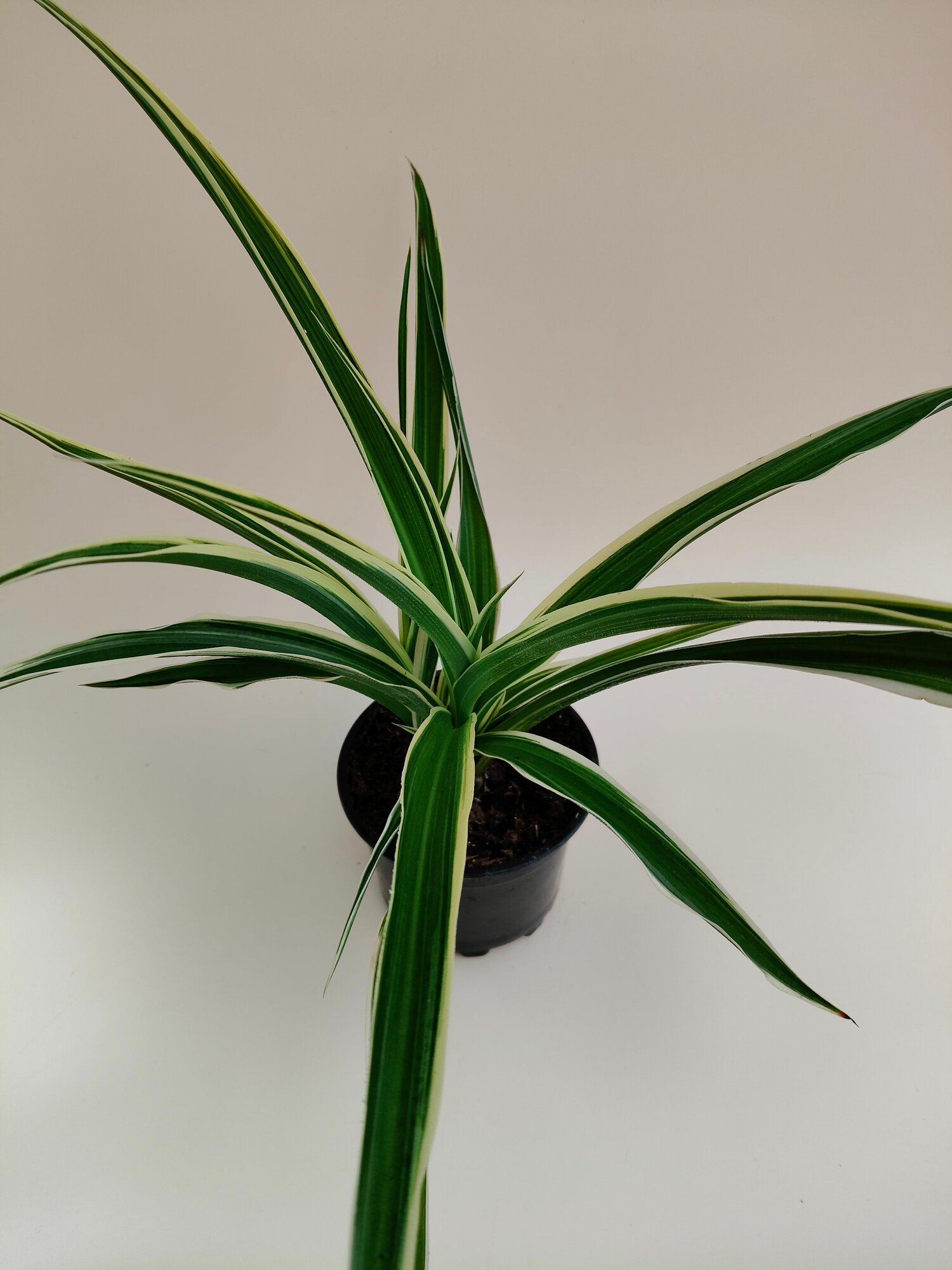 Хлорофитум Хохлатый Вариегатум