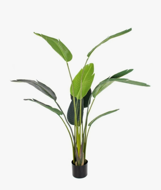 Стрелиция 160 см