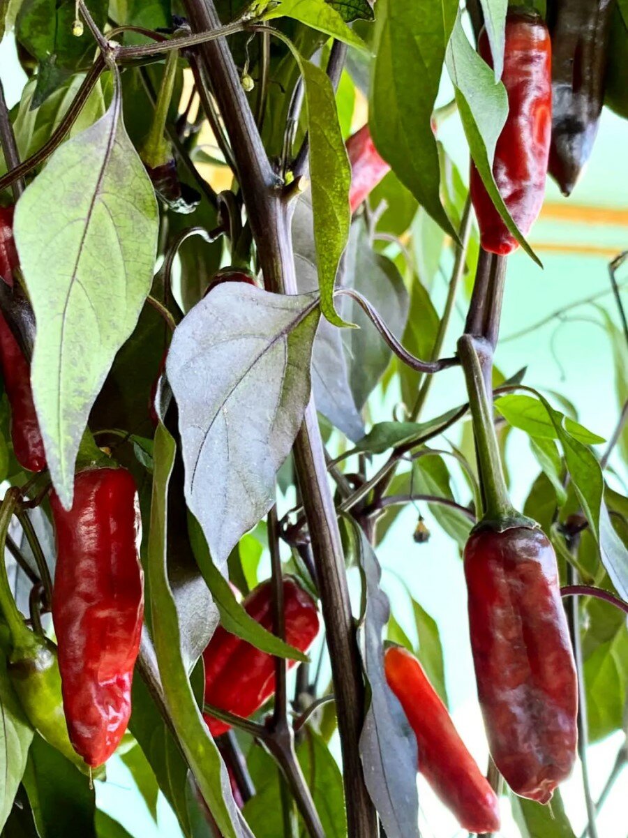 Семена Острый перец Black knight (Черный рыцарь), 5 штук