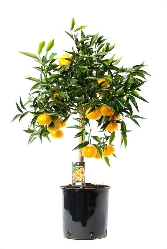 Клементин - Citrus clementina D22 H100