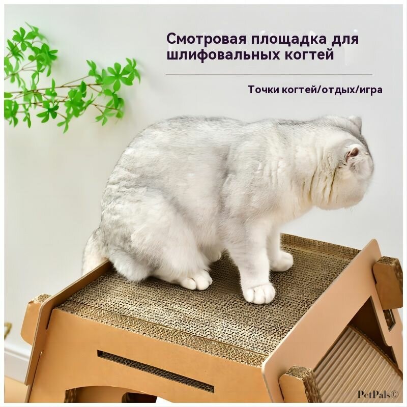 Когтеточка — фото 1