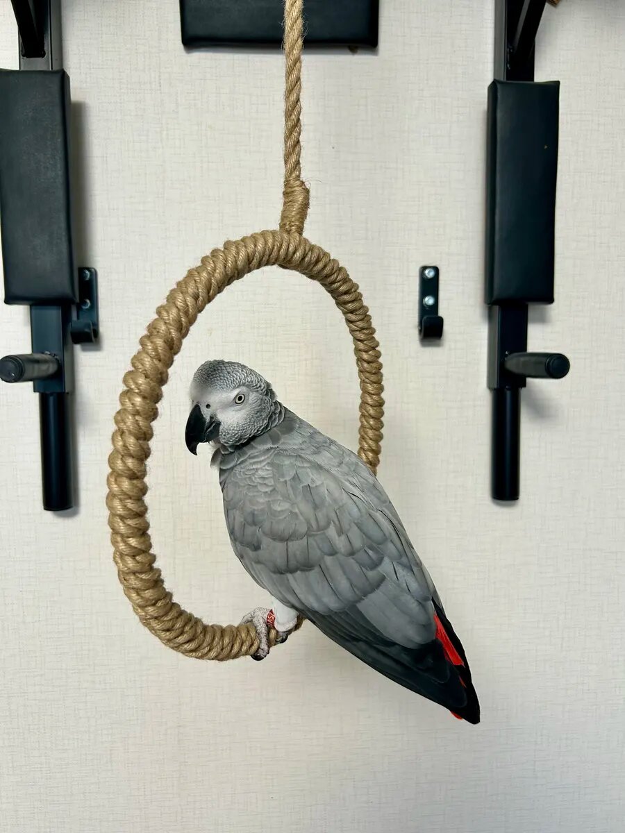 Игрушка для попугая - Джутовое подвесное кольцо - качелька