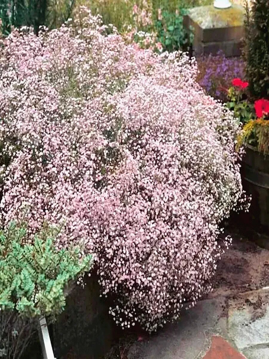 Гипсофила тихоокеанская Pink — фото 1