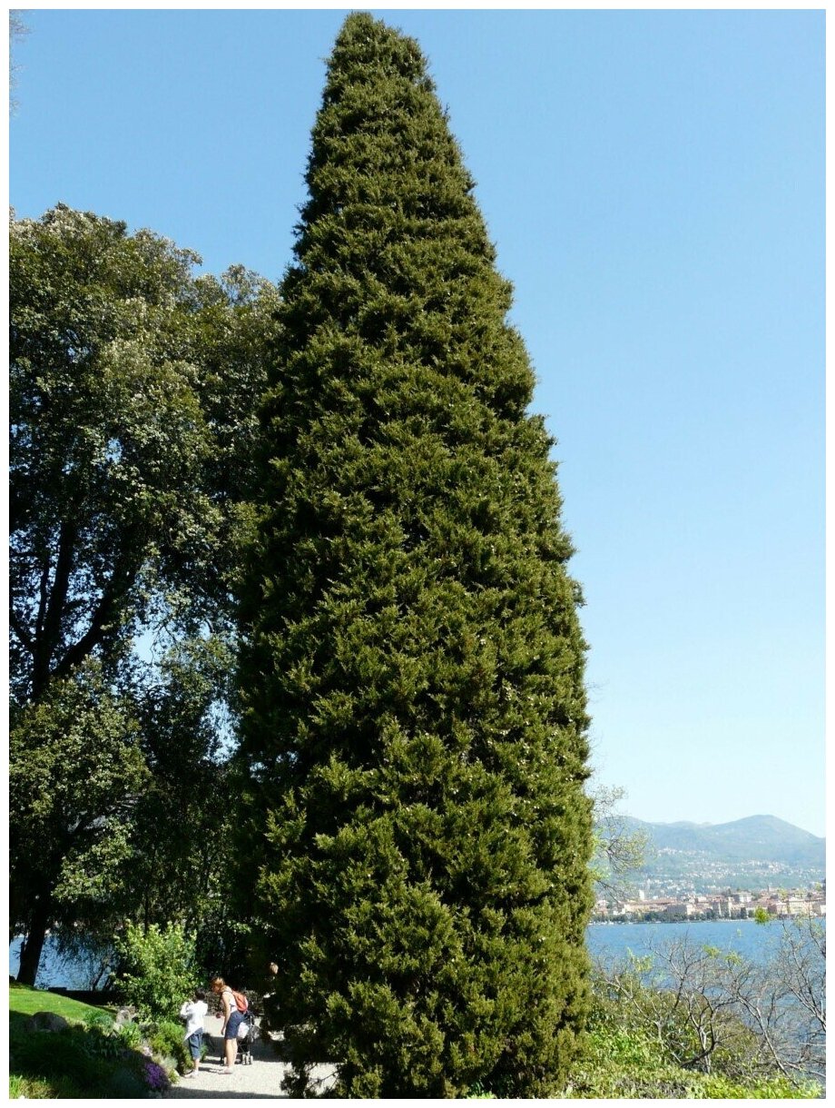 Семена Кипарис вечнозелёный пирамидальный (Cupressus sempervirens Pyramidalis), 30 штук