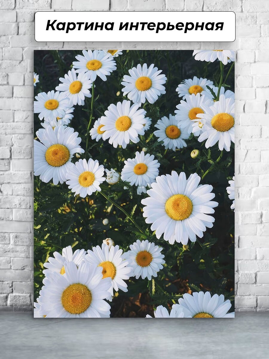 Картина 40х60 Ромашки