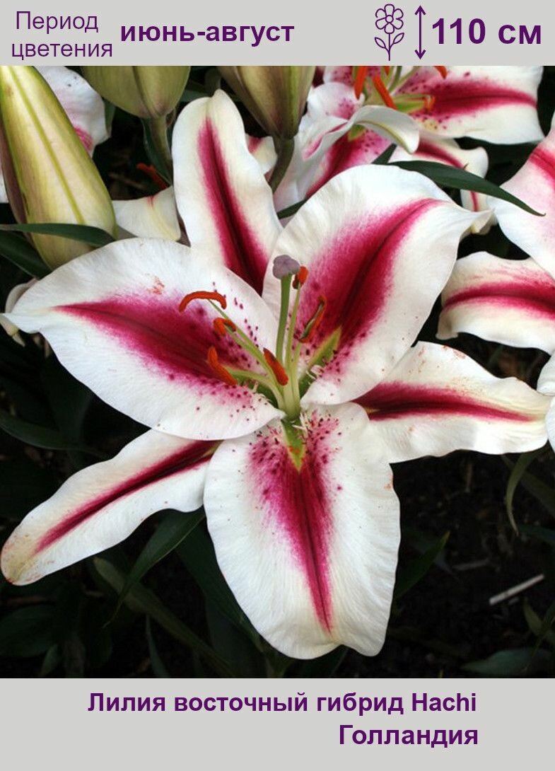 Лилия восточная Хачи (Hachi) луковицы 2 шт сотка