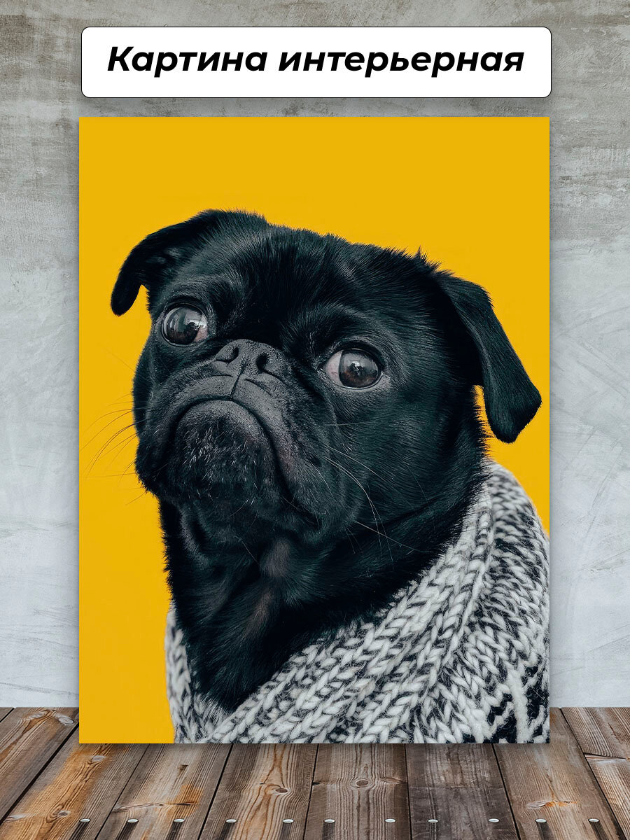 Картины для интерьера 40х60 Черная собака мопс