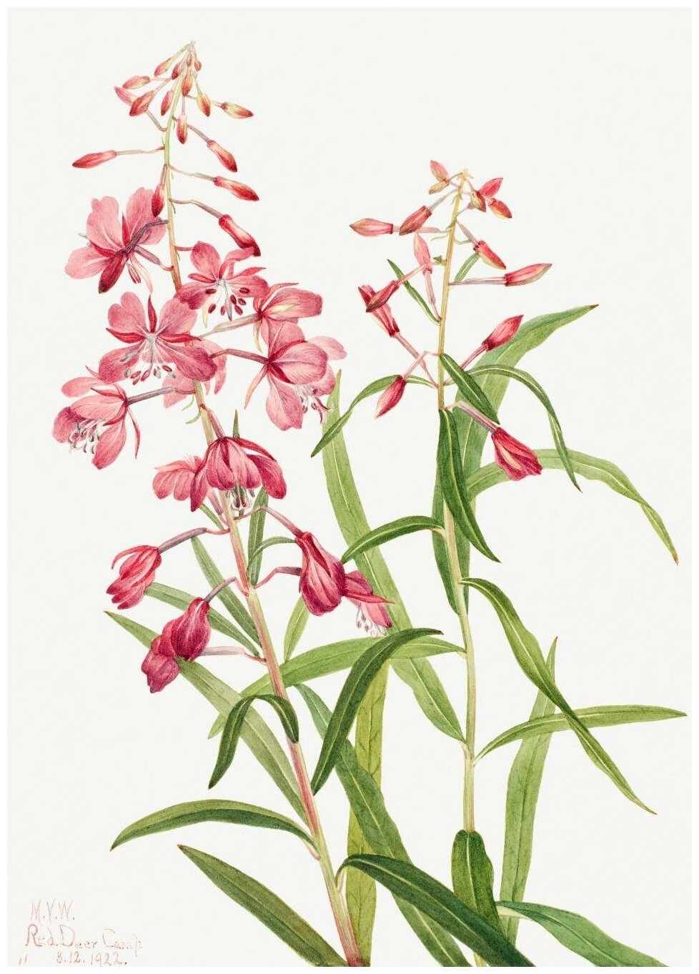 Постер / Плакат / Картина Дикие цветы - Иван-чай 50х70 см в подарочном тубусе