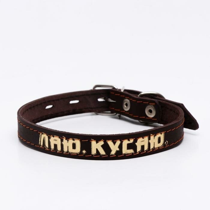 Ошейник кожаный однослойный, тиснёный «Лаю. Кусаю», 48×2, ОШ 32-43 см, коричневый с золотом