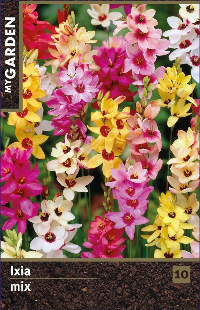 Иксия микс 40 мм