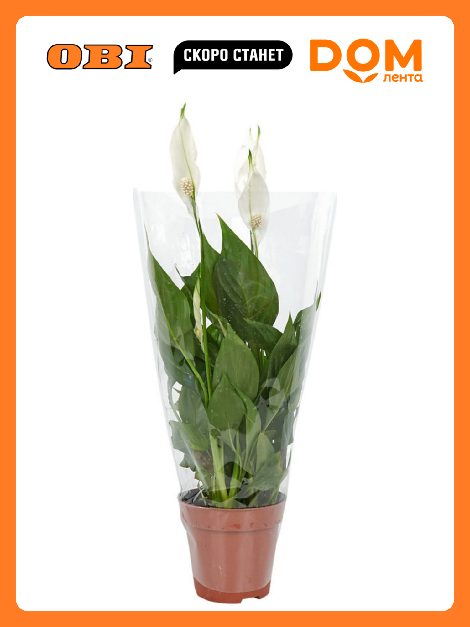 Растение FLORA GROUP "Спатифиллум Торелли", цветущее, горшечное, 1 шт