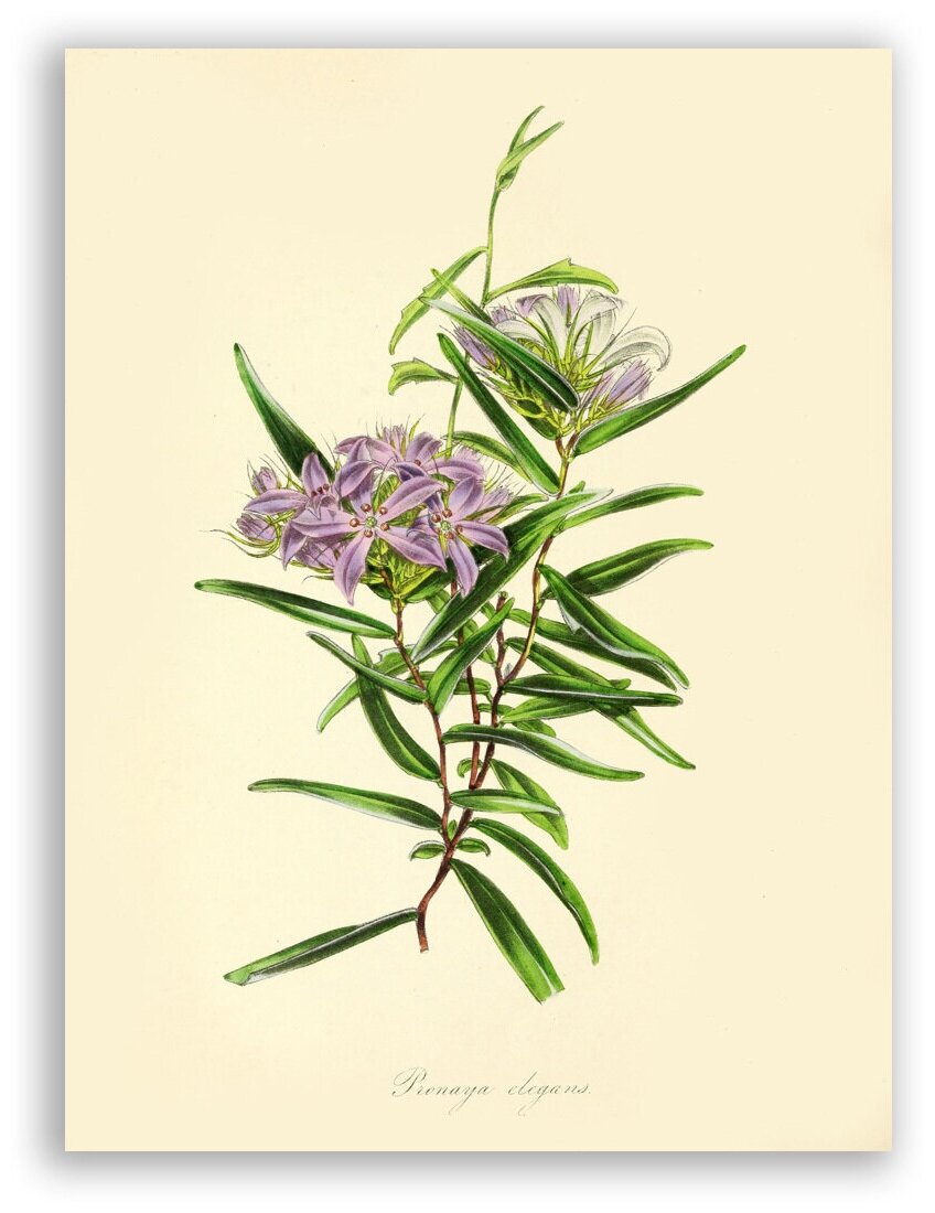 Гравюра Постер на бумаге / Pronaya Elegans