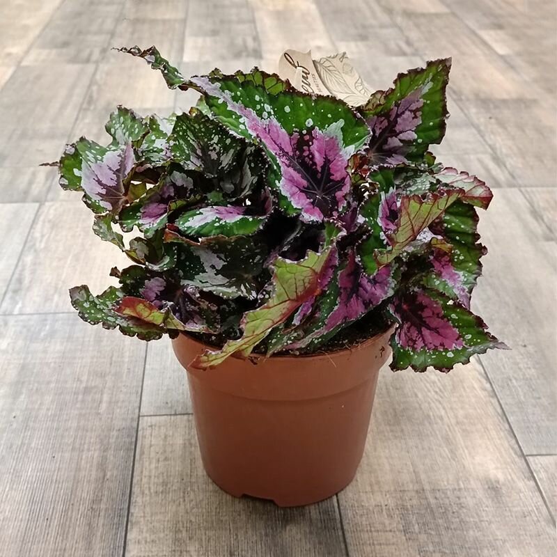 Бегония королевская Азиан Тундра 17*30, живое комнатное растение в горшке, Закоренелый Цветочник