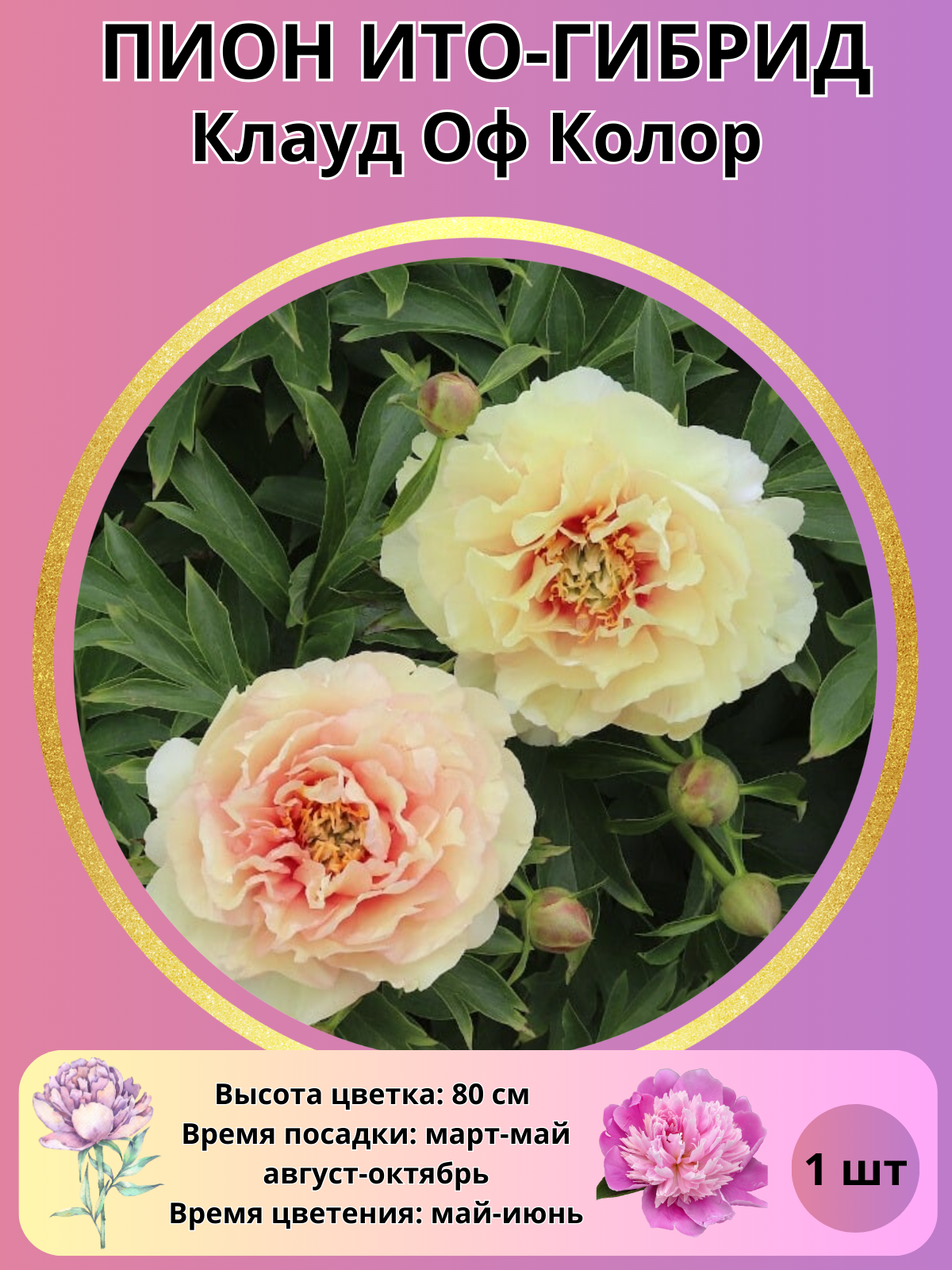 Пион ИТО-гибрид Клауд Оф Колорс, многолетние цветы
