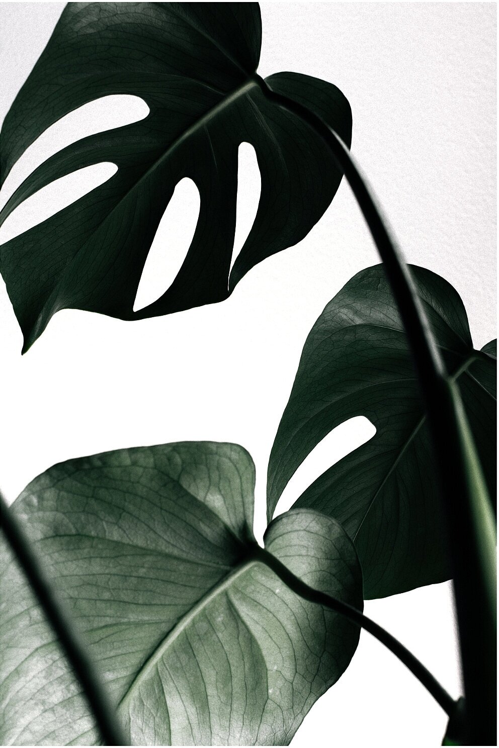 Постер / Плакат / Картина Тропическое растение- Монстера 50х70 см в подарочном тубусе