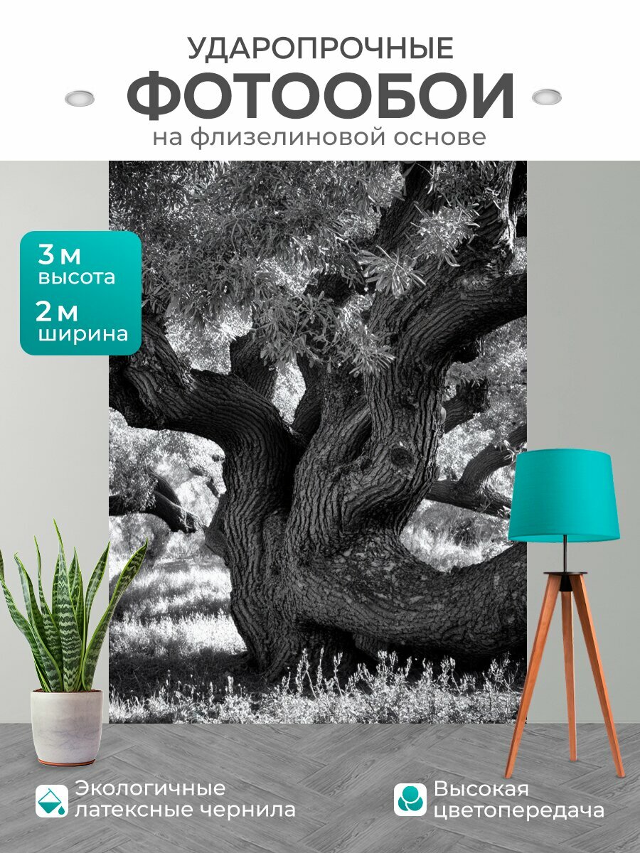 Фотообои моющиеся ударопрочные "Прованс: старинные оливковые деревья с изогнутыми стволами, спрятанные среди зелени. стиль: фотография в черно-белом" 200x300 см. флизелиновые на стену