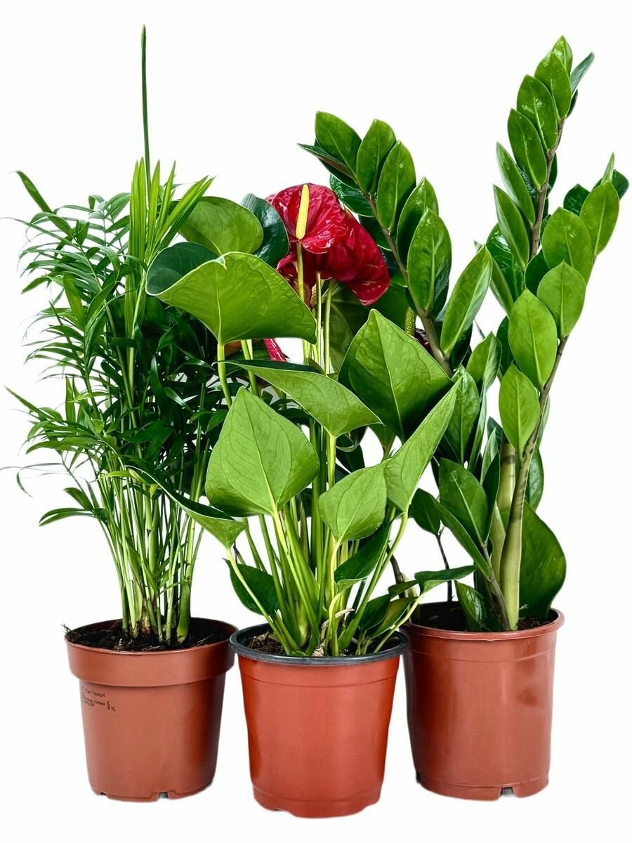 Набор 3 растения Пальма Хамедорея Замиокулькас Антуриум Розовый в горшке D12 (живые растения)