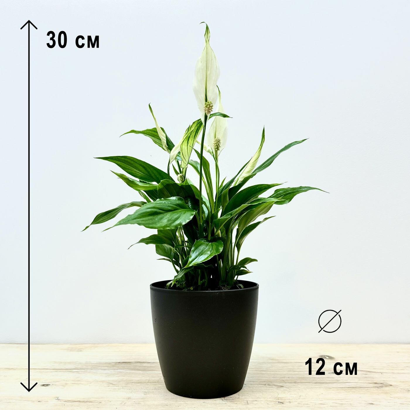 Спатифиллум в пластиковом чёрном кашпо, высота композиции 30-35см