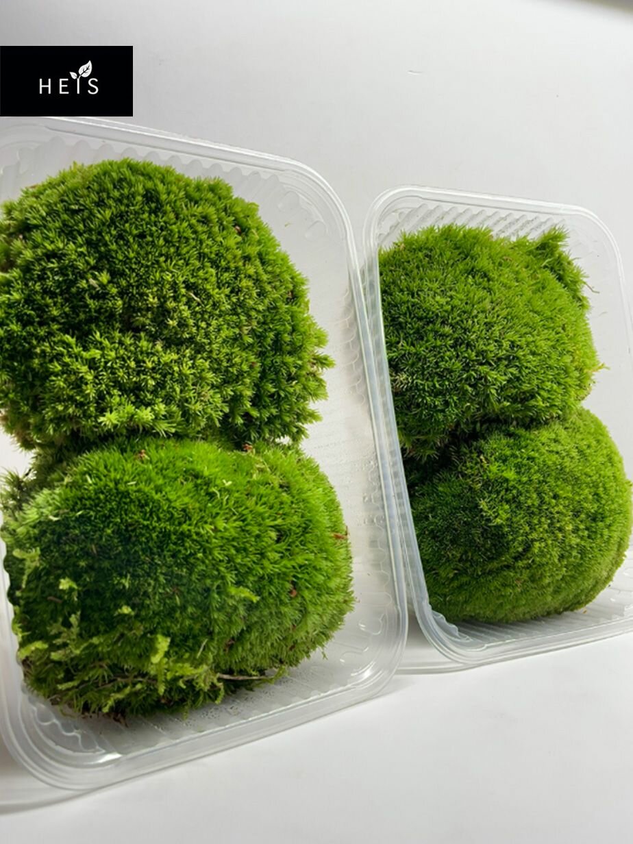 Живой мох Леукобриум для флорариумов / экосистемы HEIS (2 контейнера 18х13х6)