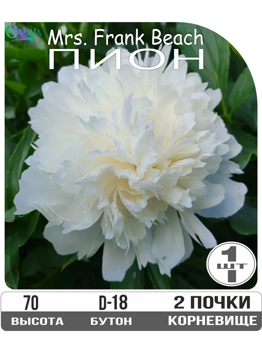 Пион Корневище, Миссис Фрэнк Бич, 2почки, морозостойкий, высота 70 см, белый