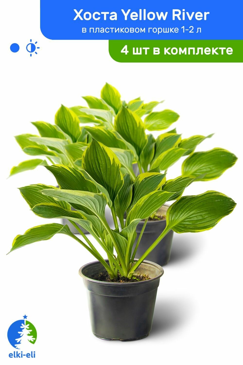 Хоста Yellow River (Йеллоу Ривер) в пластиковом горшке 1-2 л, травянистый многолетник, саженец, комплект из 4 шт