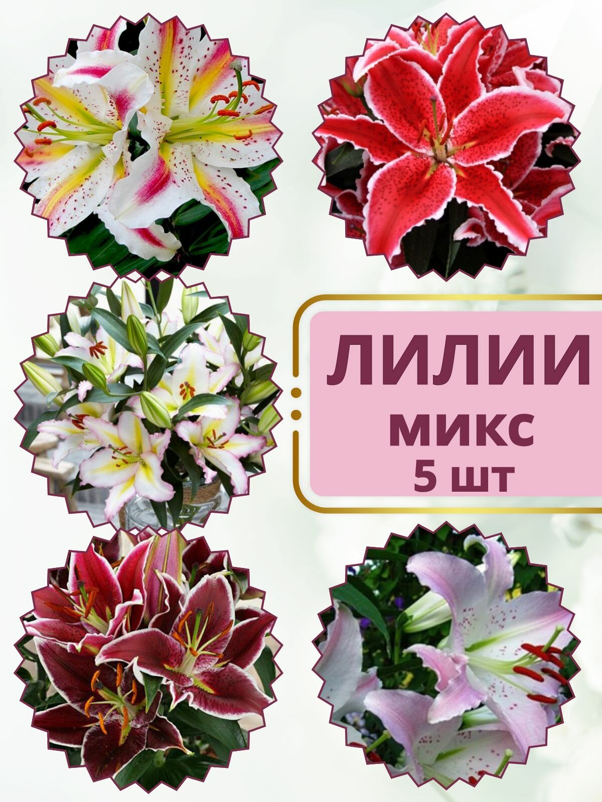 Лилия луковицы, многолетние цветы для посадки, микс 5 шт