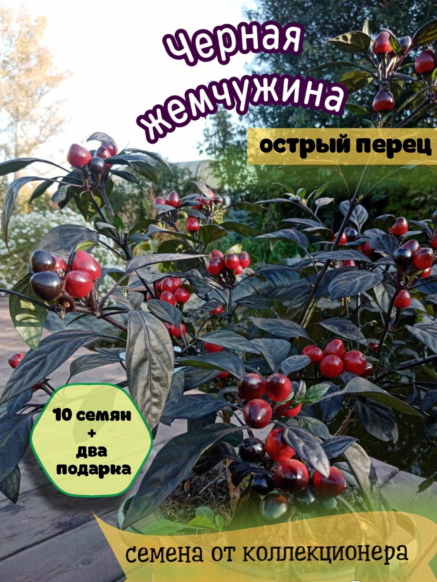 Перец острый "Чёрная жемчужина", родом из США, тёмные плоды и листва.