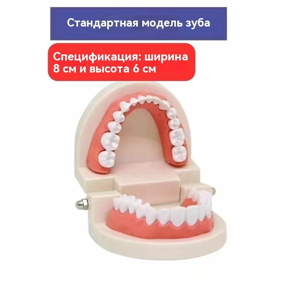 Анатомическая модель — фото 1