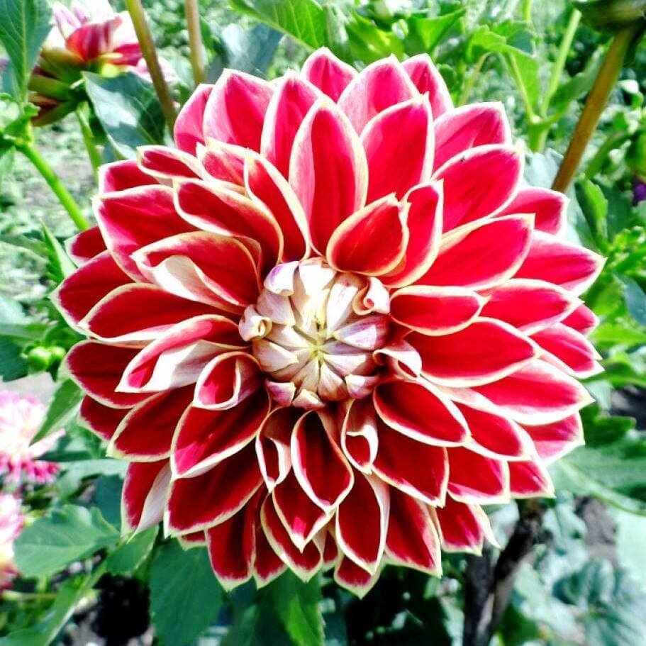 Георгина Максим (1 клубень), Нидерланды