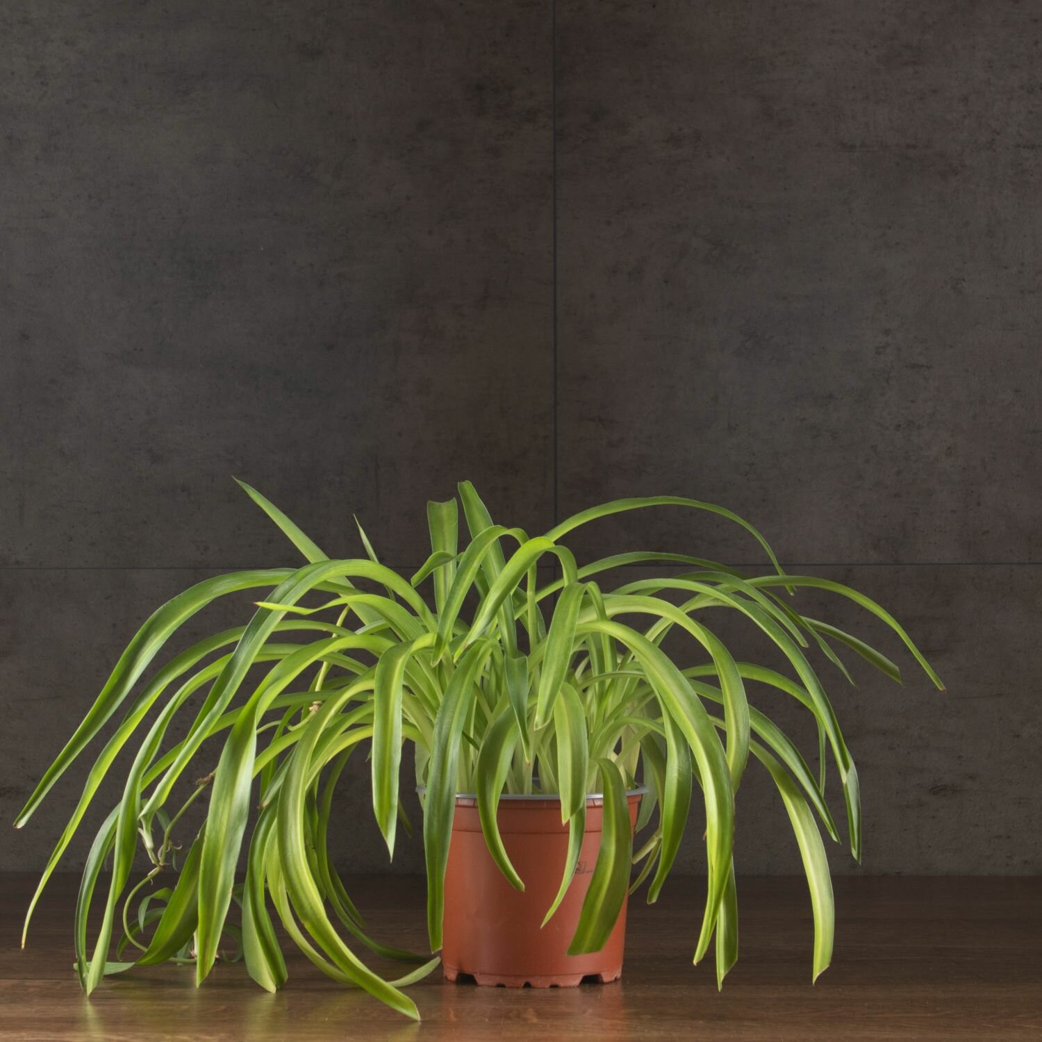 Хлорофитум Комосум Вариегата 30/12