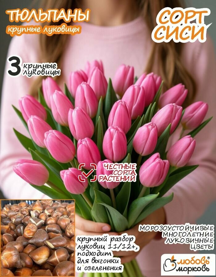 Луковицы, Сиси, 3 шт