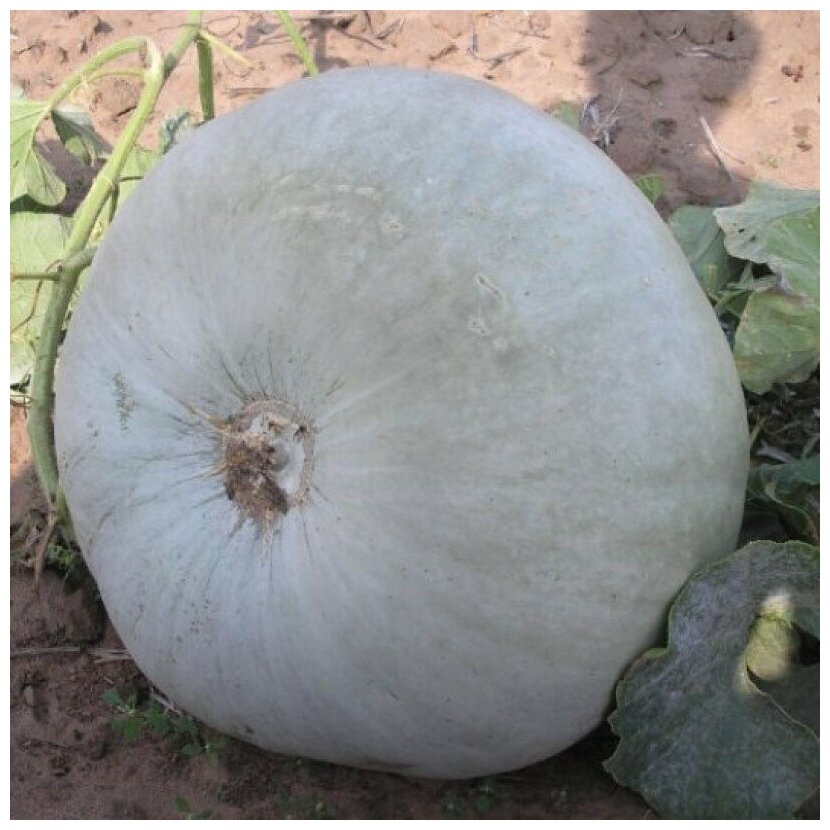 Семена Орешка Тыква Волжская серая 5 ШТ