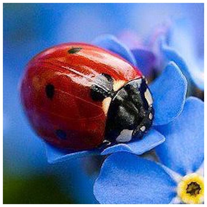 Набор алмазной мозаики "Алая спинка", размер 20х20см, 33 цвета