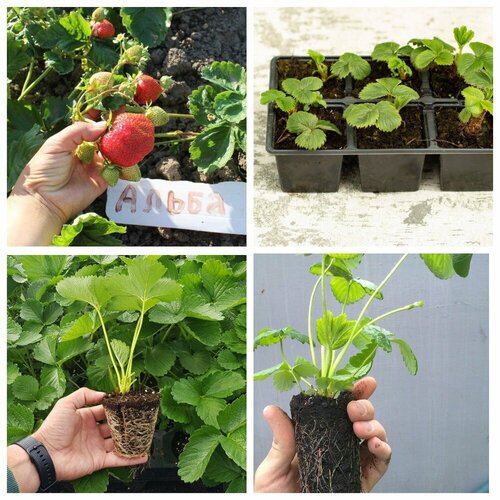 Клубника сорт "Альба" 6 корней. — купить в интернет-магазине на Яндекс ...