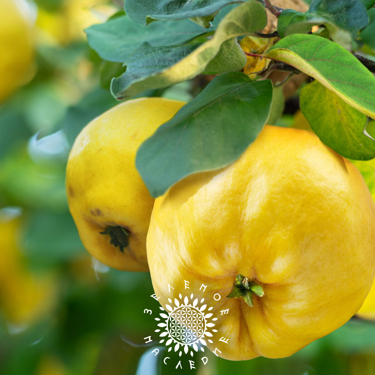 Семена Айва обыкновенная (лат. Cydonia oblonga) 5шт