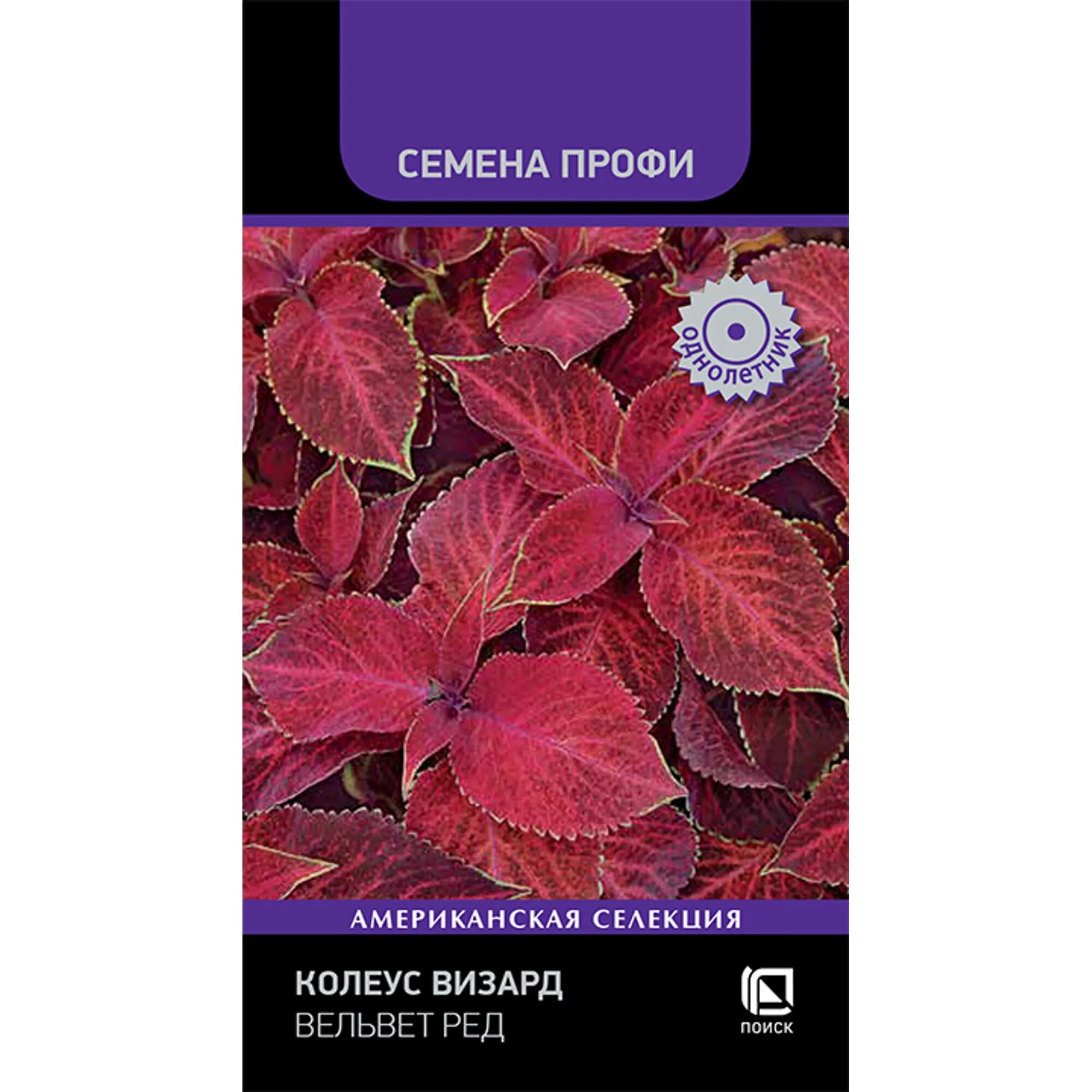 Поиск семена колеуса Wizard Вельвет Ред, 10 шт, декоративное растение для клумб и бордюров