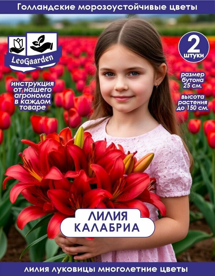 Лилия Луковица, Калабриа, ЛА-гибрид, 2 шт