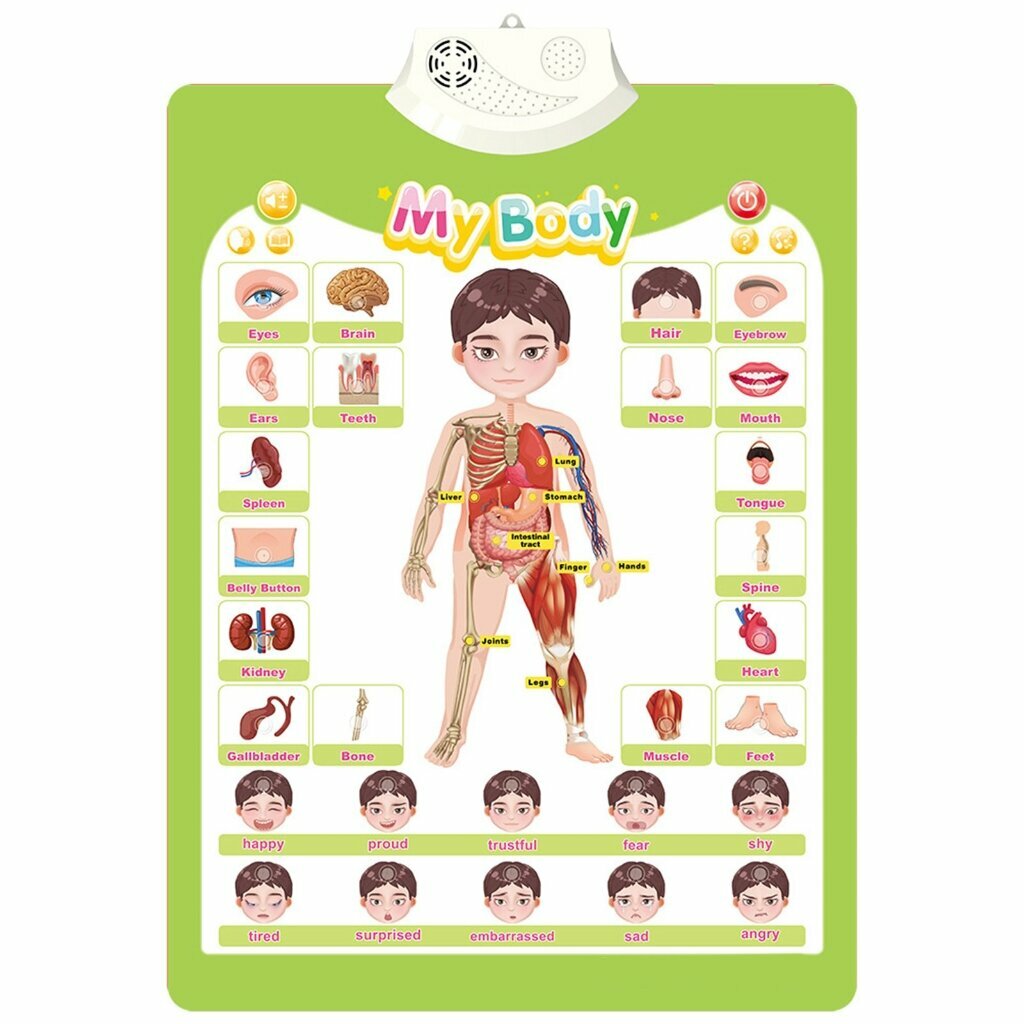 Электронная интерактивная настенная диаграмма для детей способствует развитию языка и осведомленности о карьере в раннем возрасте