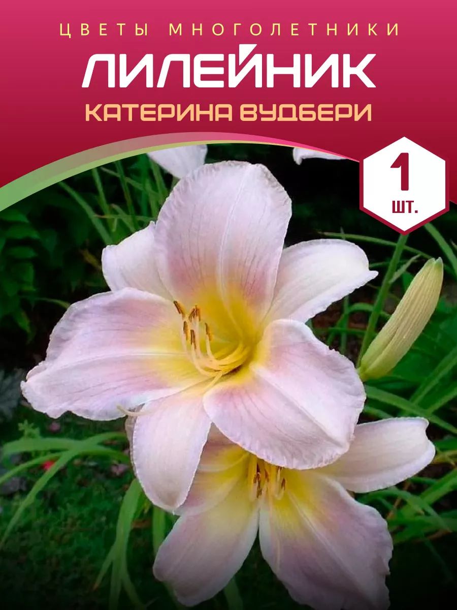 Лилейник Катерина Вудбери
