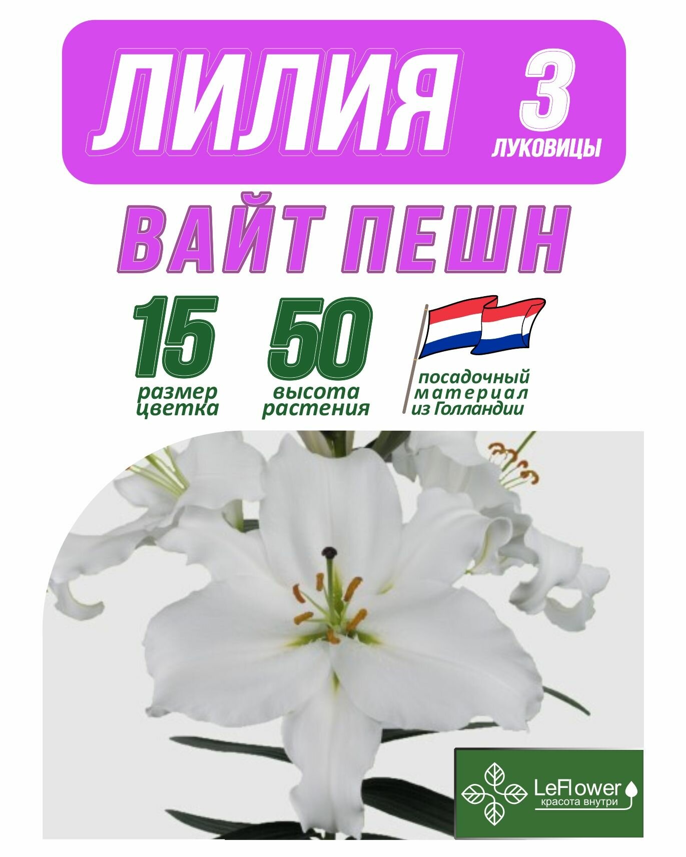 Лилия Луковица, Вайт Пешн 3шт