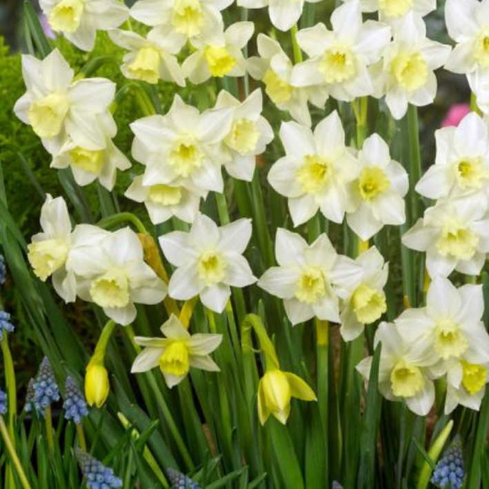 Луковицы Нарцисса PUEBLO ( 5 шт )